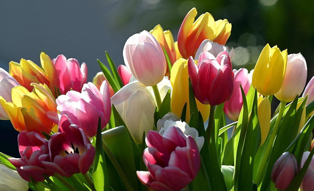 Bible Verse of the Day